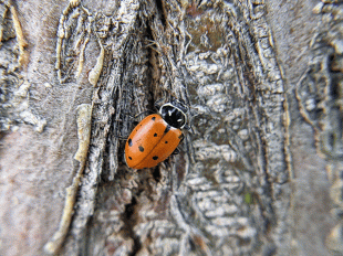 ladybug-on-tree - Jennibeemine